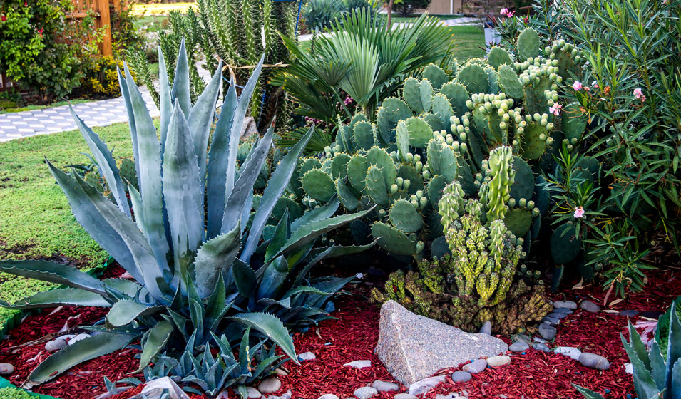 12 idées de plantes à associer avec un palmier pour un jardin exotique ...