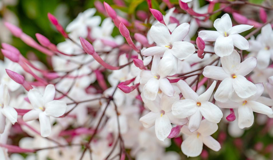 Comment réussir la culture du jasmin en pot ? - Jardiland