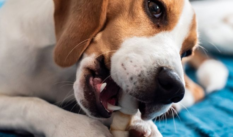 Cómo alimentar a mi perro: la guía completa - Jardiland