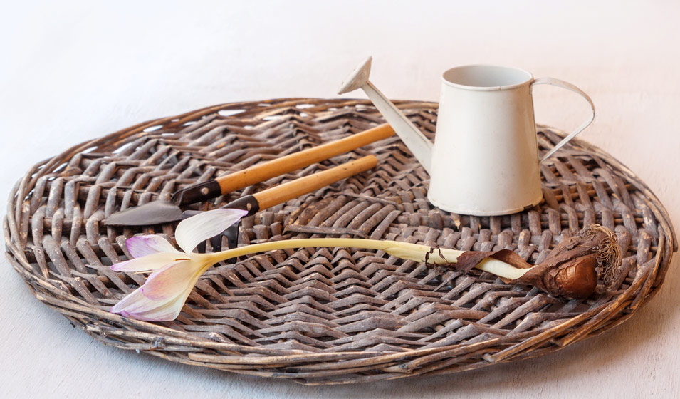 Colchique : plantation, culture et entretien - Jardiland