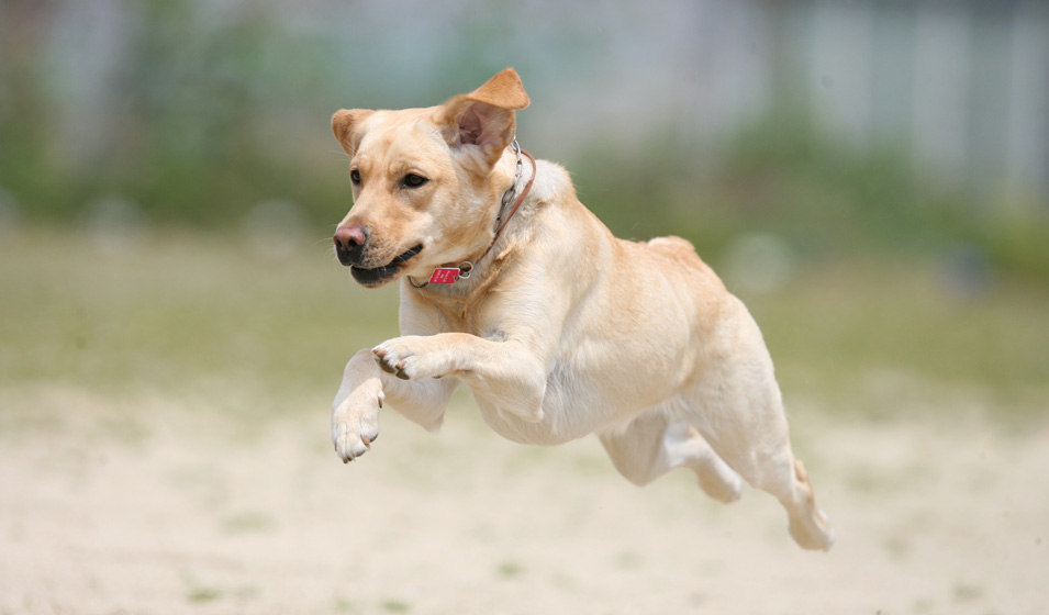 10 races de chiens qui aiment la course à pied - Jardiland