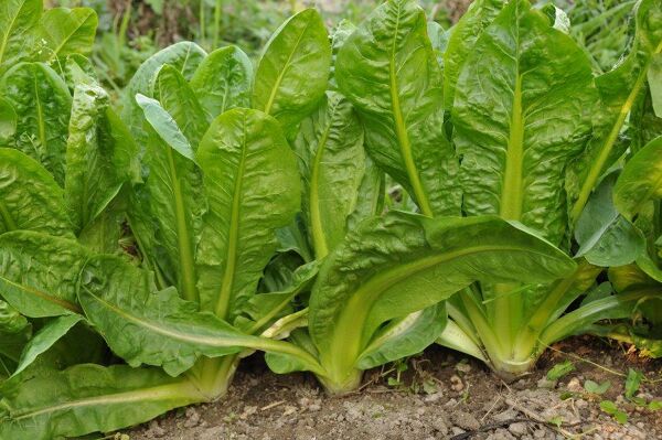 Quand semer les endives ? - Gamm vert