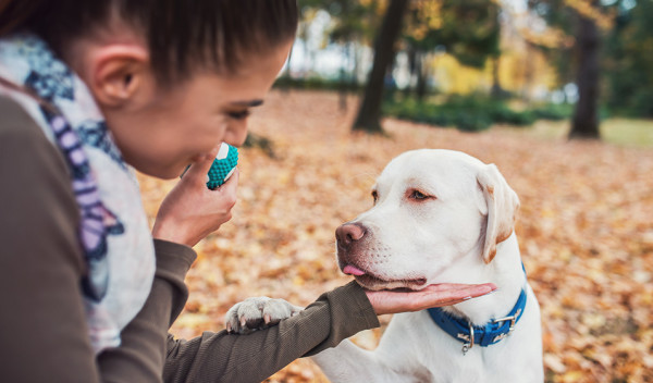 Suivre des cours de dressage pour mon chien - Gamm vert