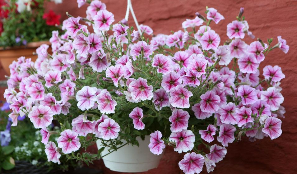 Suspension Fleur Exterieur Jardiland