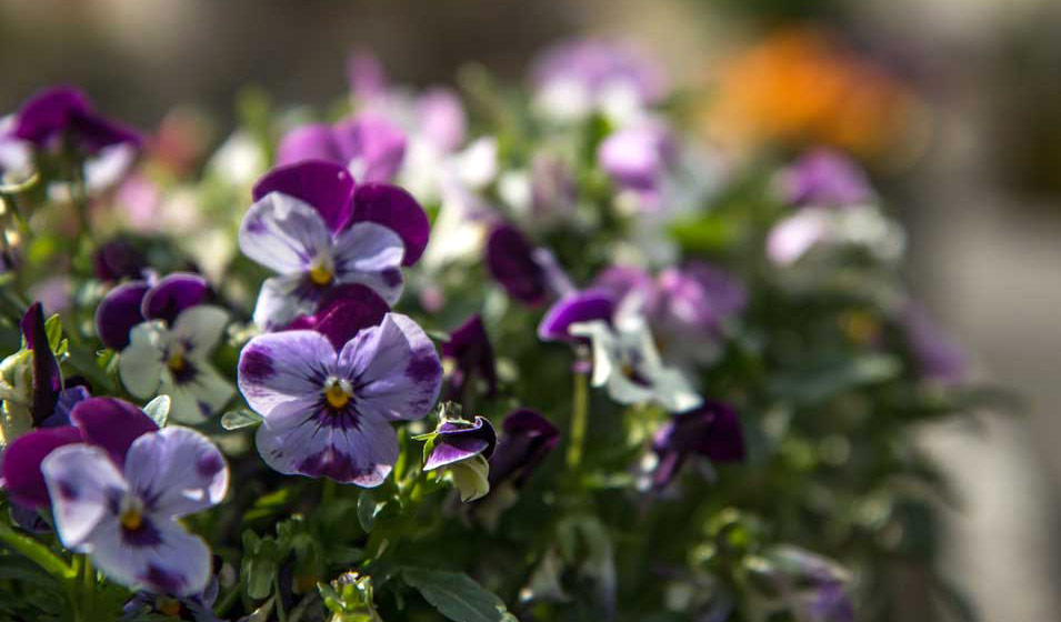 10 variétés de plantes bisannuelles pour fleurir le jardin - Jardiland