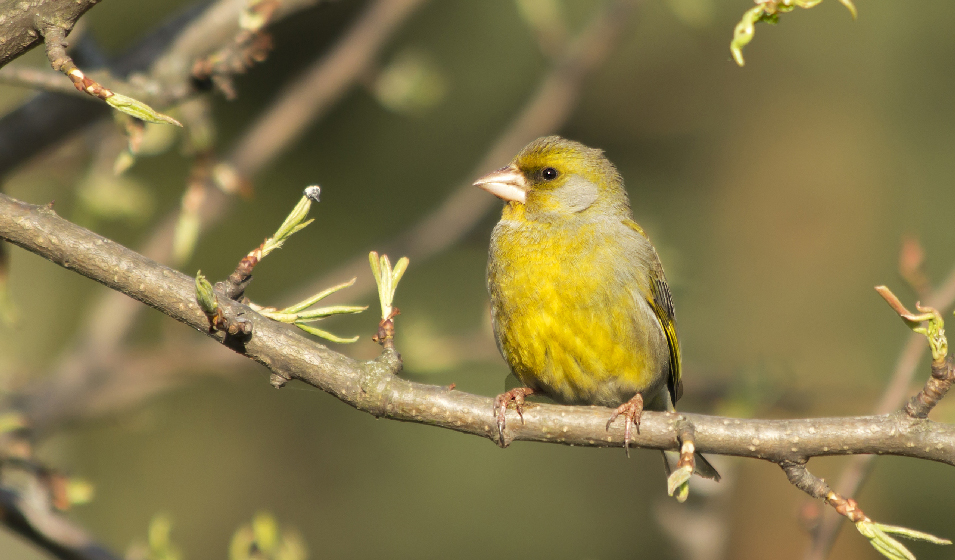 Top 9 des oiseaux de nos jardins - Jardiland
