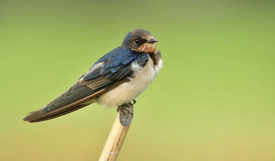 7 pájaros que presagian la llegada de la primavera - Jardiland