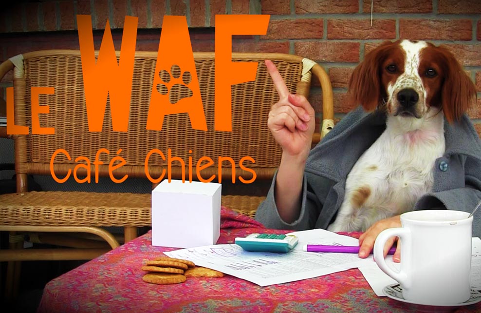 Au tour des bars à chiens de voir le jour ! - Jardiland