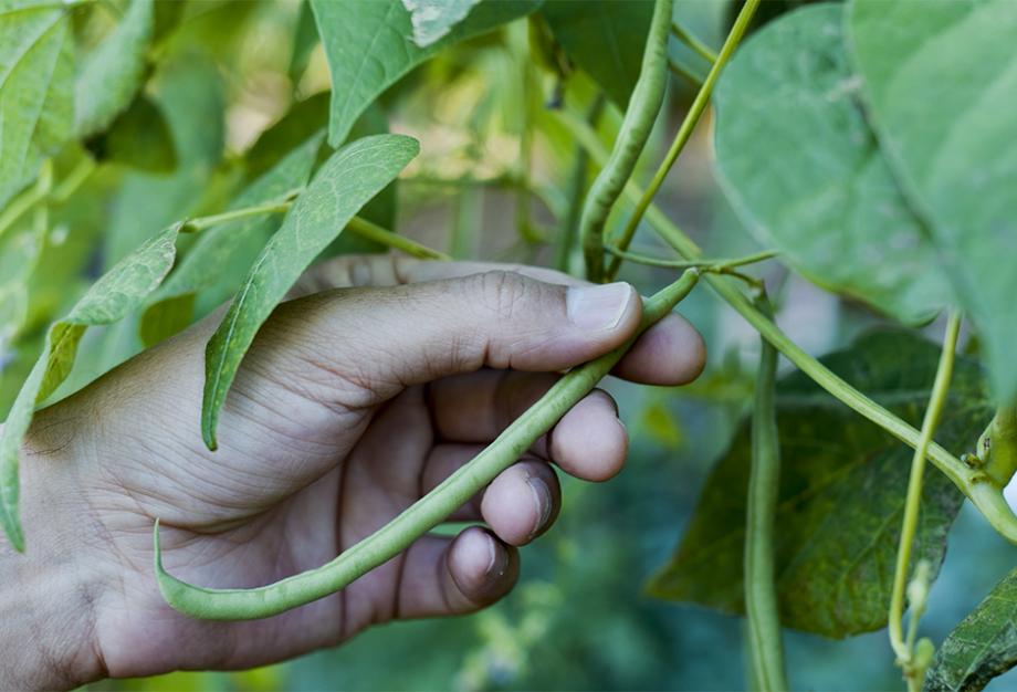 Réussir ses haricots en 4 étapes - Gamm vert