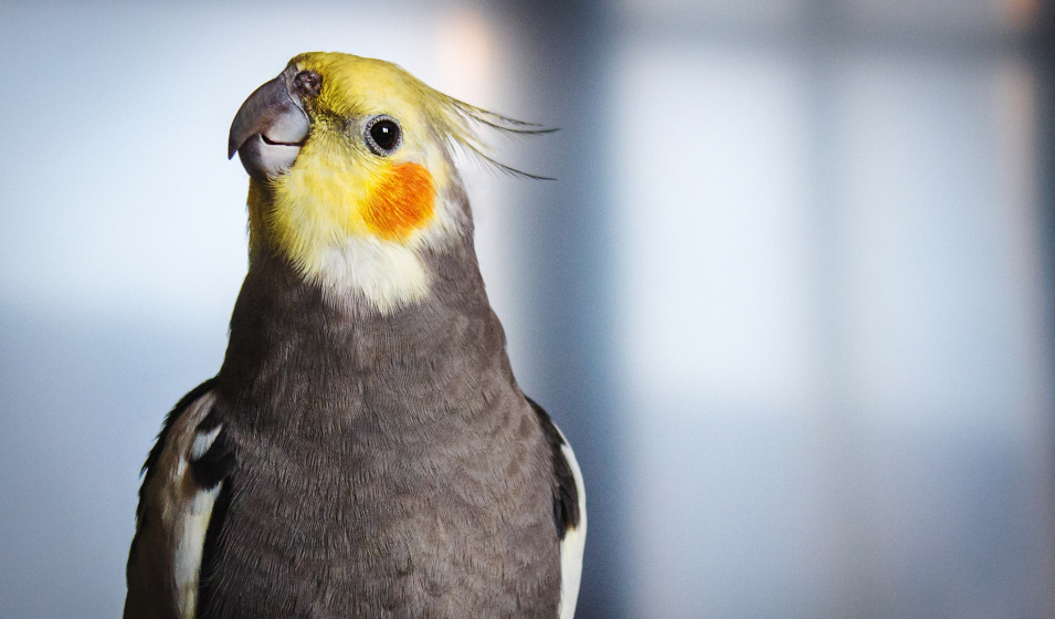 Le comportement de la perruche calopsitte - Jardiland