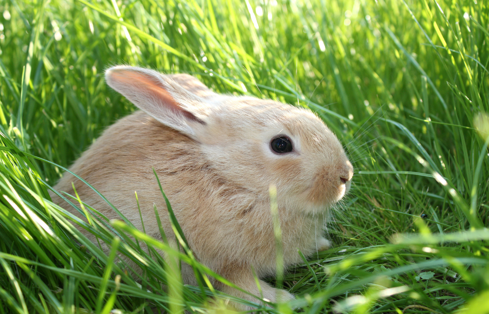 Les 6 positions préférées du lapin pour se reposer et leurs ...