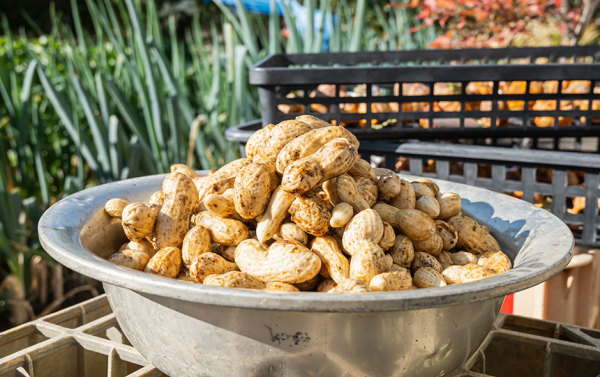 Comment cultiver l'arachide ? - Gamm vert