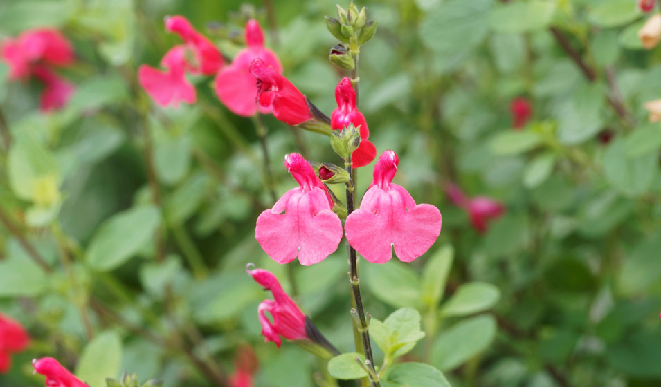 Sauge arbustive : plantation, entretien et floraison - Jardiland
