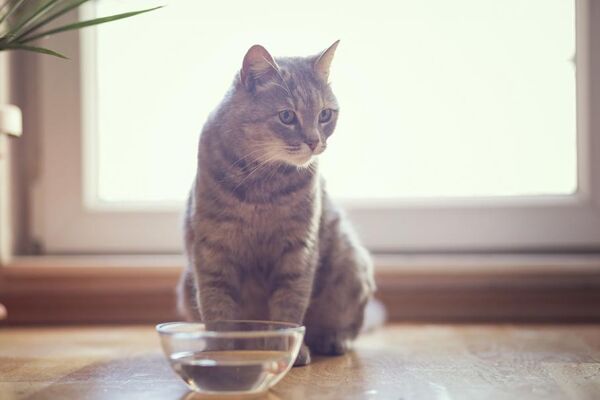 5 conseils pour faire manger un chat difficile - Gamm vert
