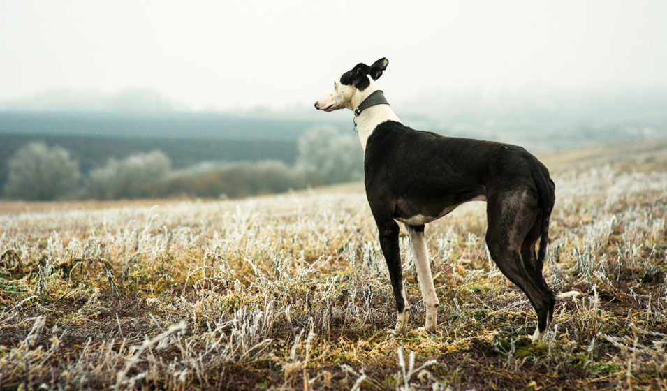 11 races de chiens qui aiment faire du sport - Jardiland