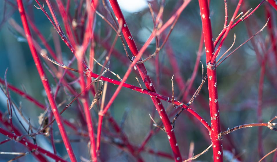 Les 3 types de feuillages : caduc, persistant, marcescent - Jardiland
