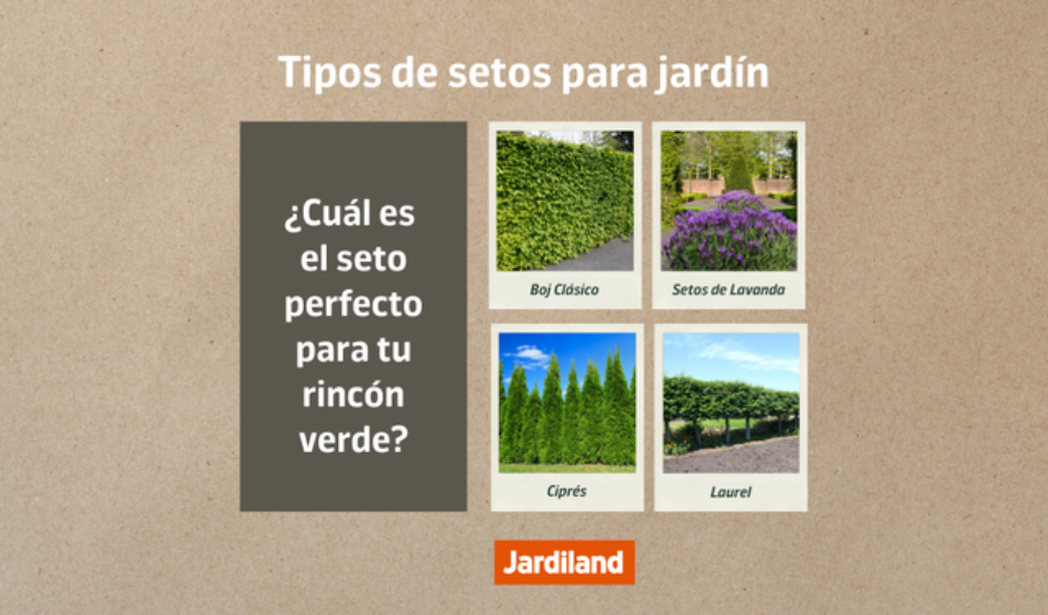 ¿Qué seto debo escoger para mi jardín? - Jardiland