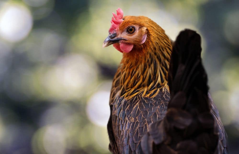 6 volatiles qui apporteront de la vie à votre jardin - Jardiland