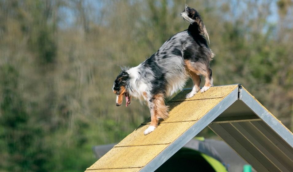 Berger américain miniature : caractère, comportement et santé - Jardiland