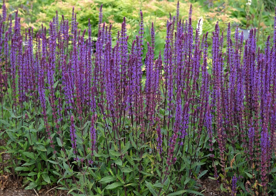 Quand et comment tailler la sauge arbustive ? - Gamm vert