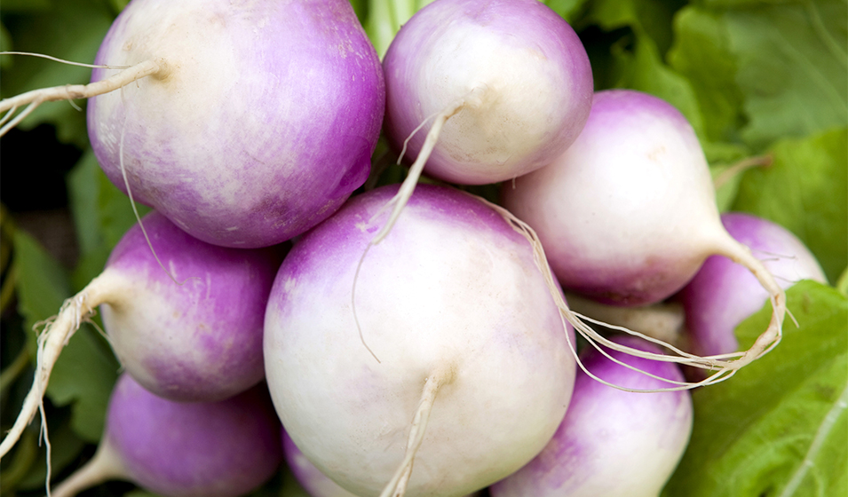 Navet : variétés, semis et culture - Jardiland