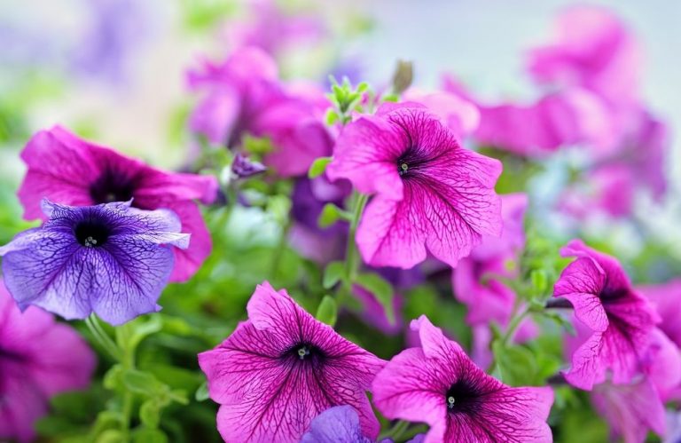 Langage des fleurs : la signification des fleurs d’été - Jardiland