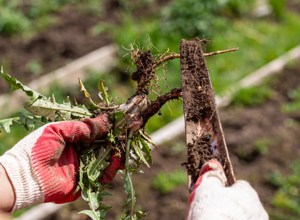 Racine pivotante : définition - Gamm vert