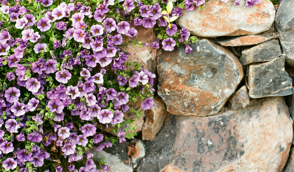 ¿Cómo crear un jardín seco? - Jardiland