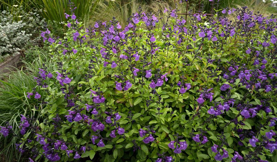 Quand tailler la sauge arbustive ? - Jardiland