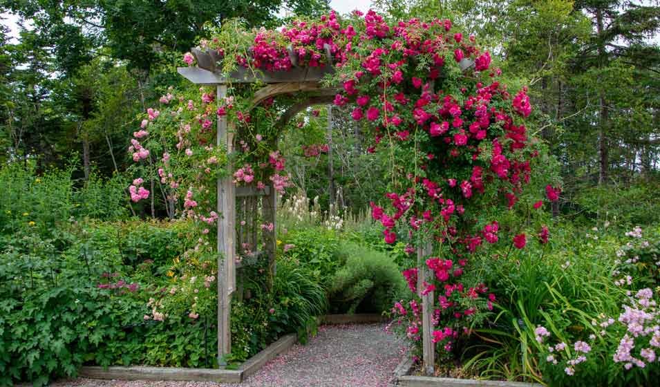 7 idées d'inspirations pour un jardin structuré - Jardiland