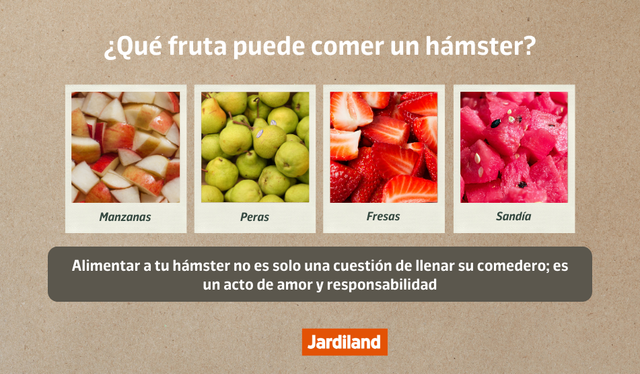 ¿Cómo alimentar correctamente a mi hámster? - Jardiland