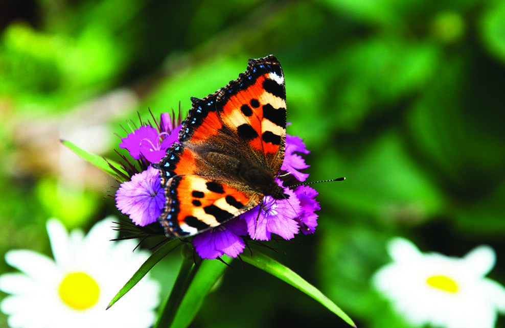 10 beaux papillons à observer dans son jardin en fin d'été - Jardiland