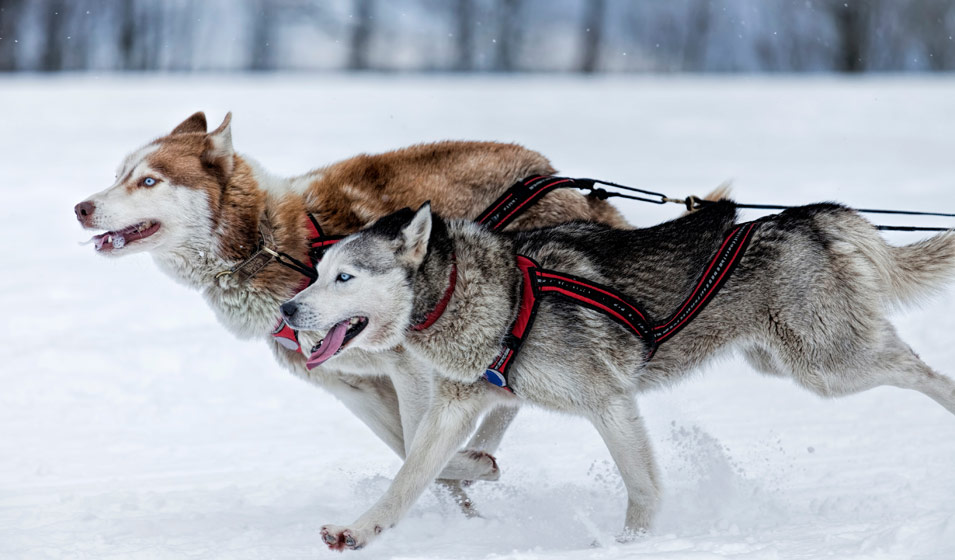 10 races de chiens qui aiment la course à pied - Jardiland