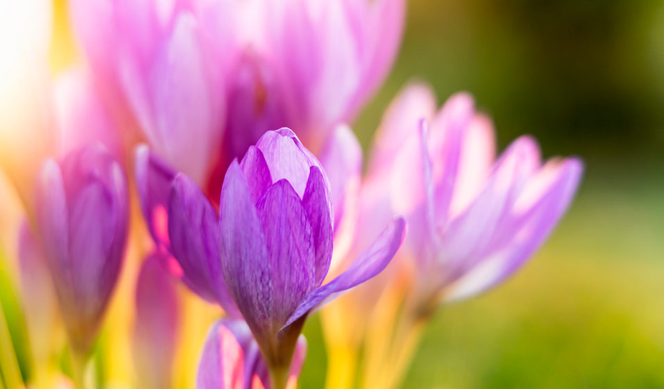 Colchique : plantation, culture et entretien - Jardiland