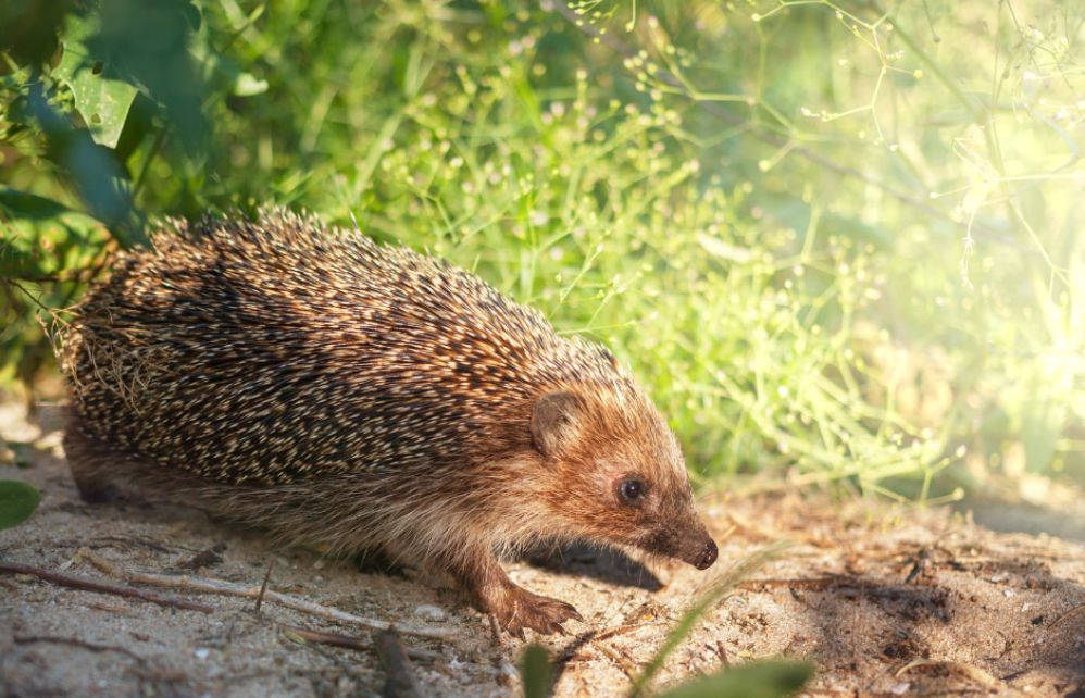 6 gestes simples pour aider le hérisson face aux fortes chaleurs de cet ...