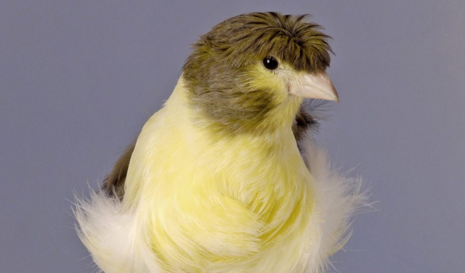 Le canari fiorino - Jardiland