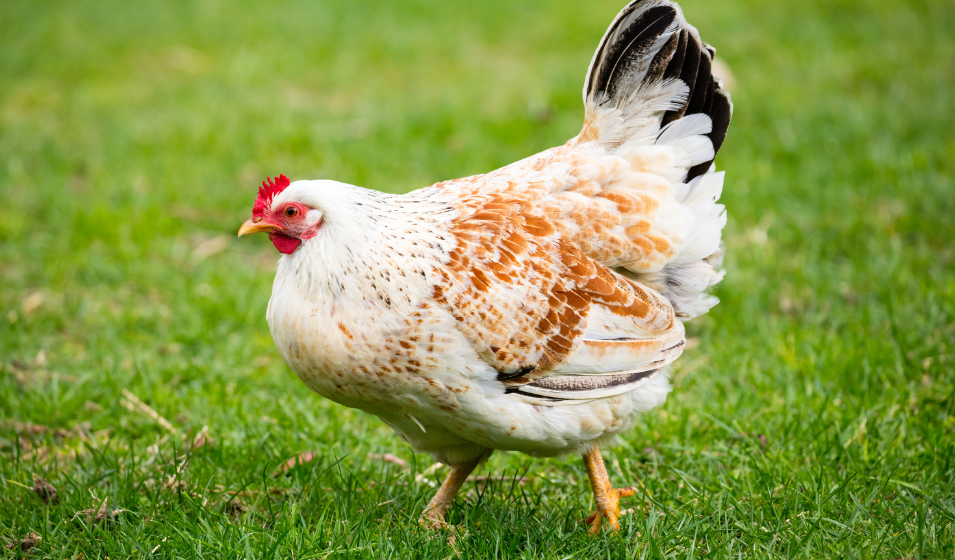Criando gallinas ponedoras - Jardiland