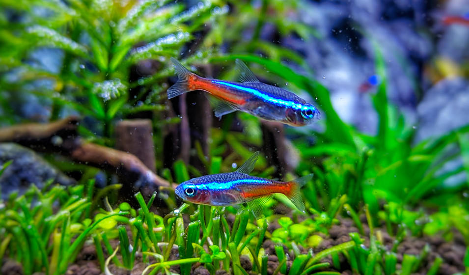 Le néon bleu : caractéristiques et soin - Jardiland