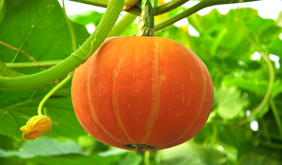Calabaza: variedades, plantación, cultivo y degustación - Jardiland