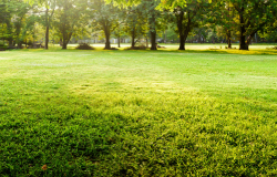 Terreau pour gazon : comment bien le choisir et l'utiliser ? - Jardiland