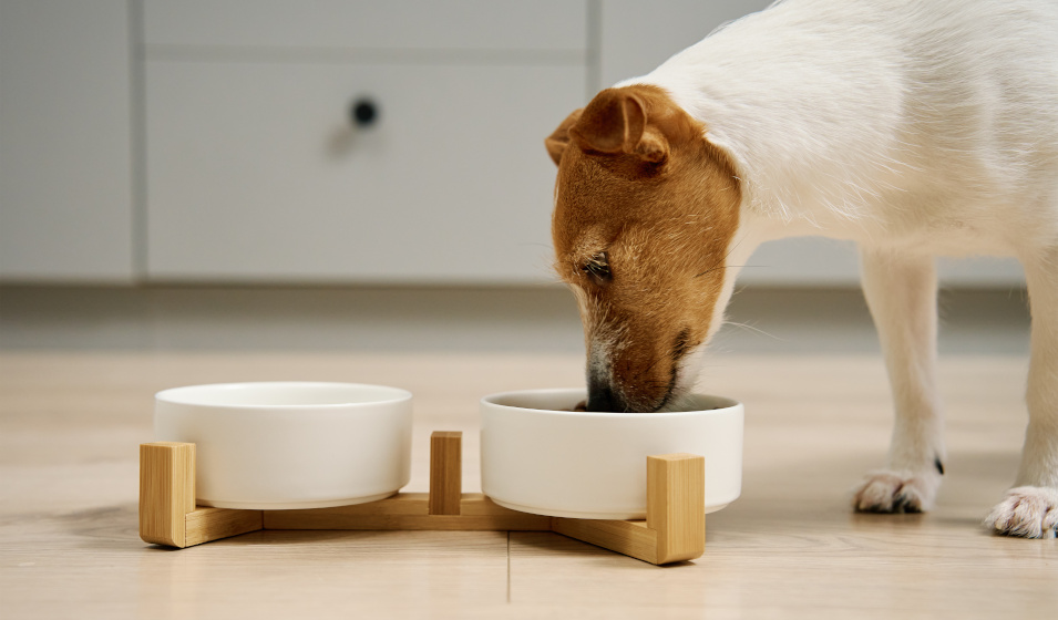 Comment donner une alimentation équilibrée à son chien ? - Jardiland