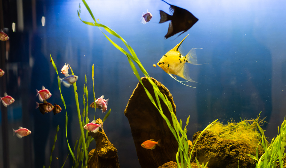 Aquarium : comment choisir l'emplacement idéal ? - Jardiland