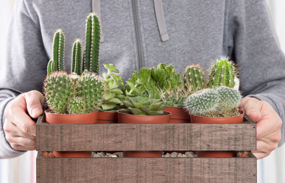 6 variétés originales de cactus à posséder chez soi - Jardiland