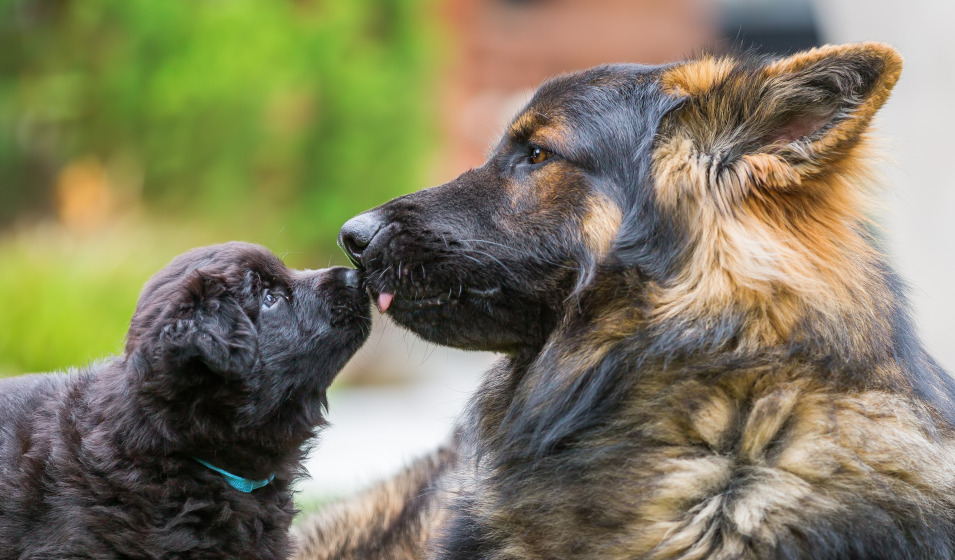 Comment introduire un nouveau chiot avec un chien adulte ? - Jardiland