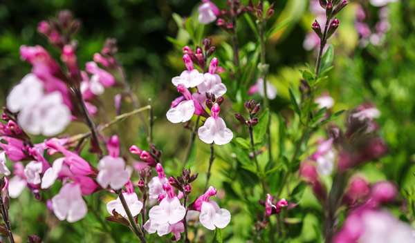 Quand tailler la sauge arbustive ? - Jardiland