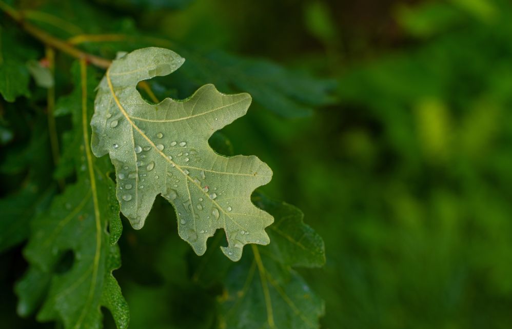 6 arbres faciles à reconnaître à partir de leurs feuilles - Jardiland