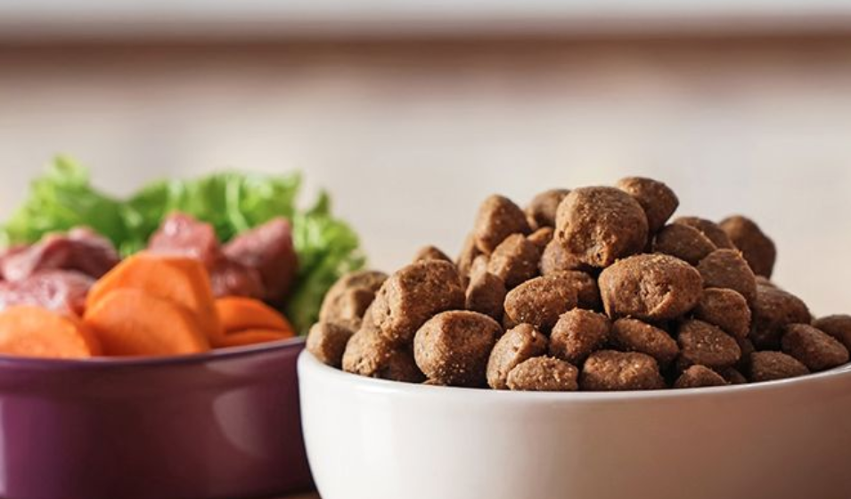 Cómo alimentar a mi perro: la guía completa - Jardiland