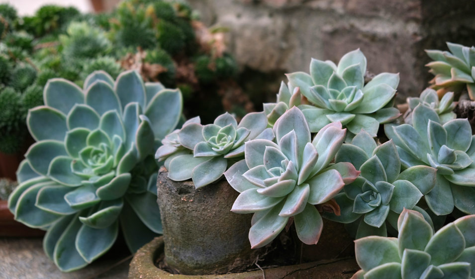 Echeveria : plantation, entretien et exposition - Jardiland Echeveria : plantation, entretien et exposition - Jardiland