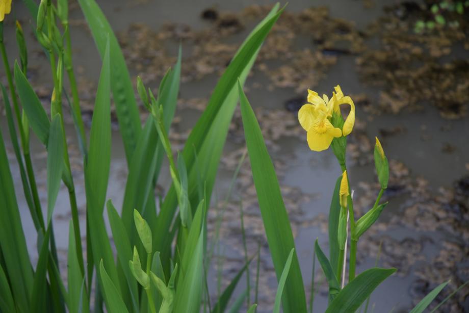 Iris des marais : exposition, floraison et entretien - Gamm vert