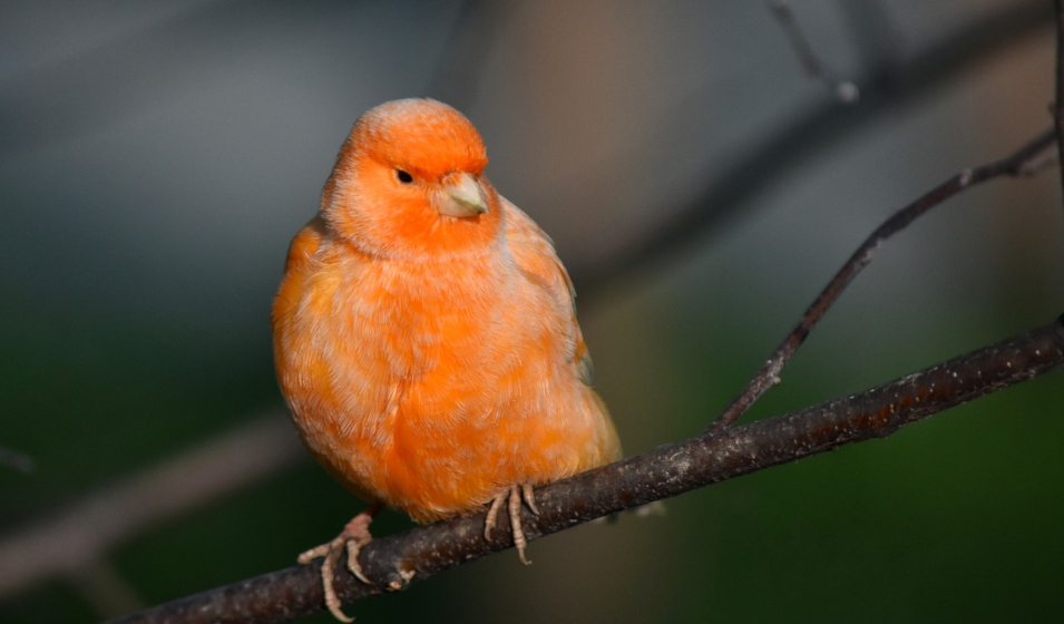 Comment bien nourrir son canari ? - Jardiland